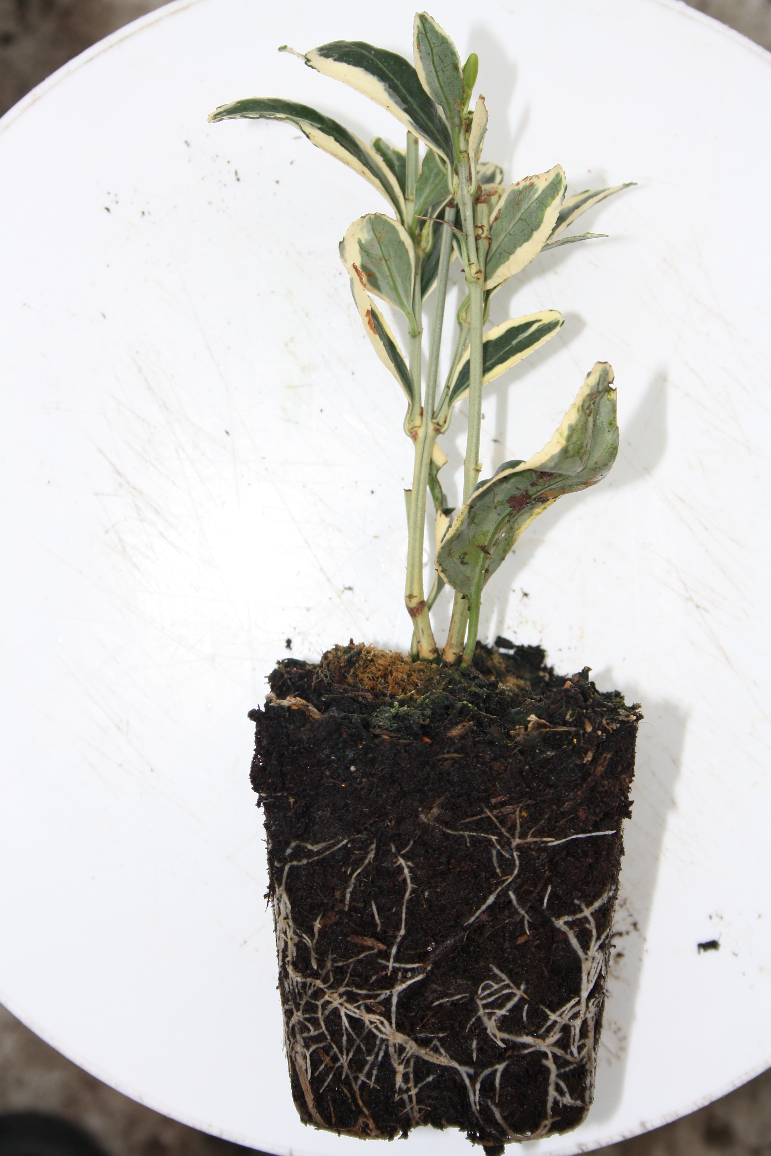 Batouwe nurseries BV