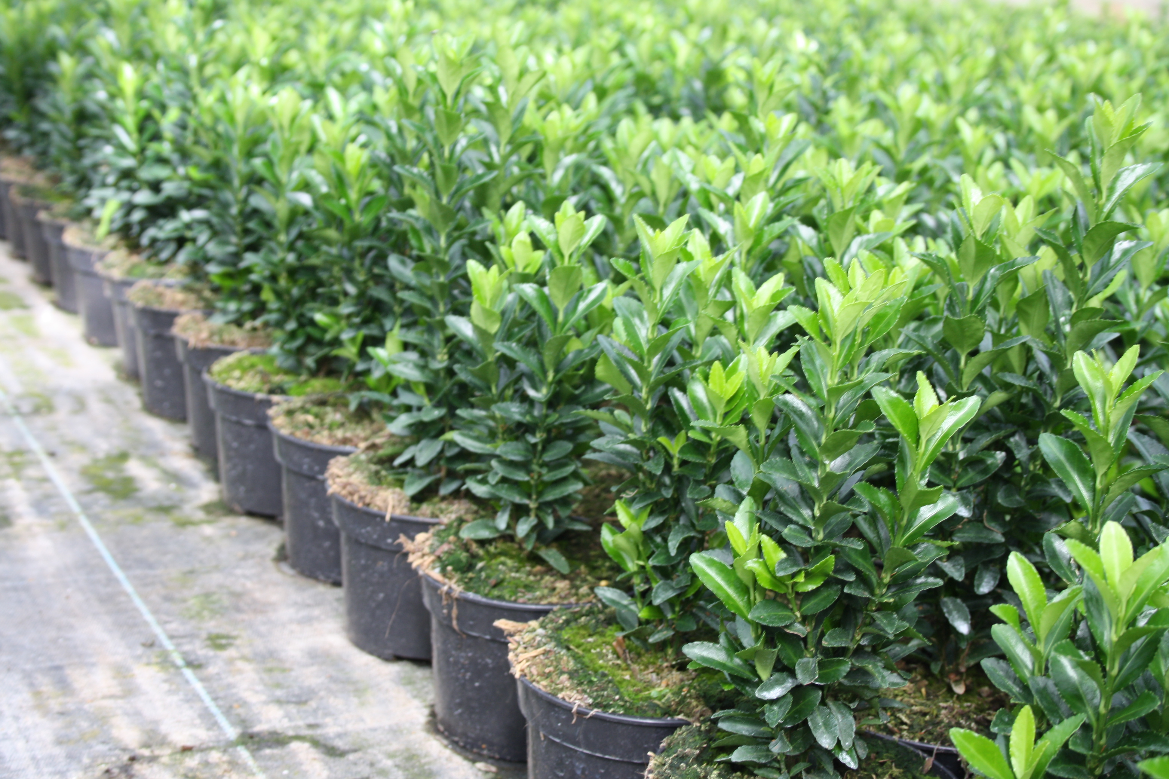 Batouwe nurseries BV